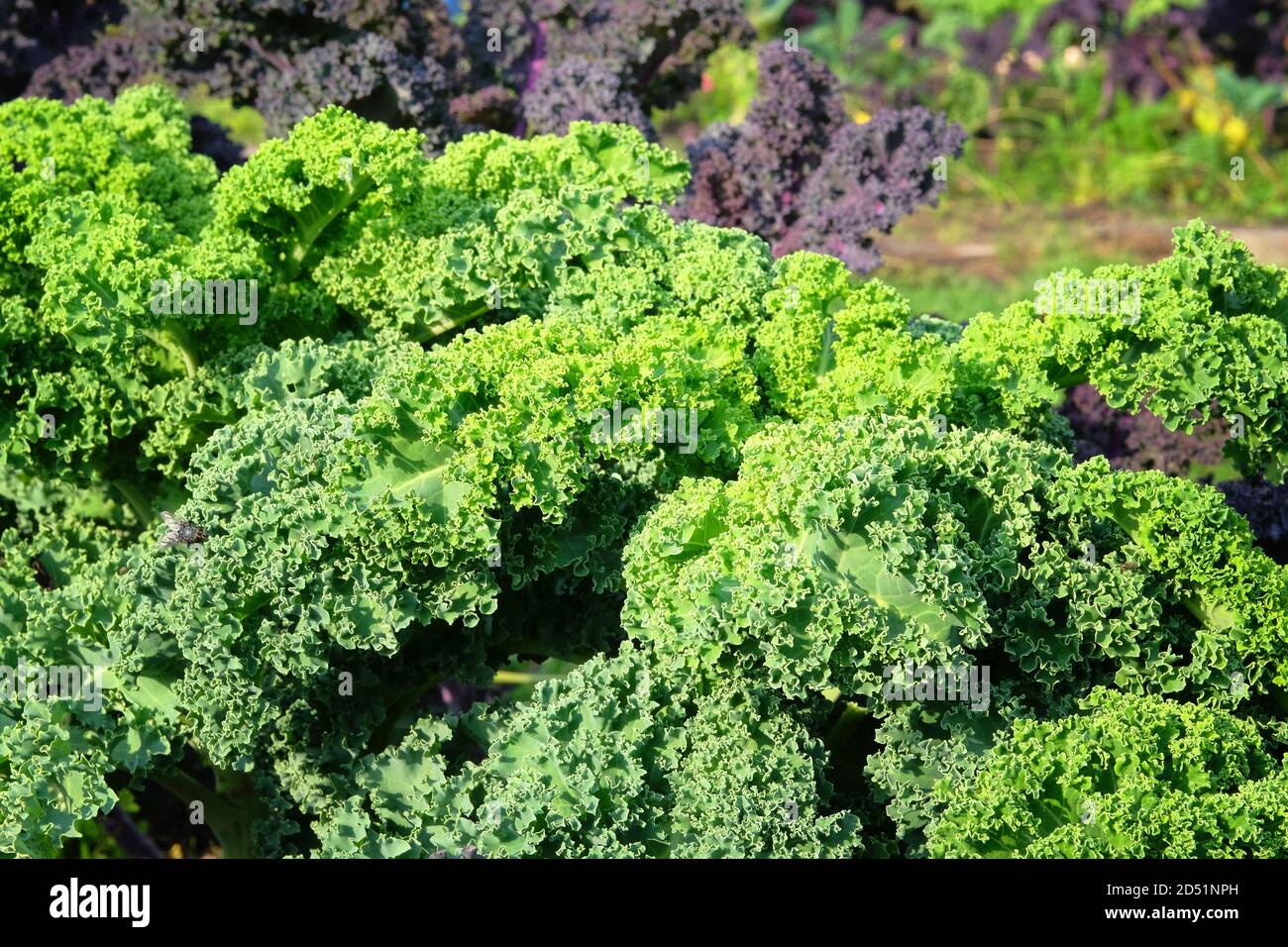 Organic food bus hi-res stock photography and images - Alamy