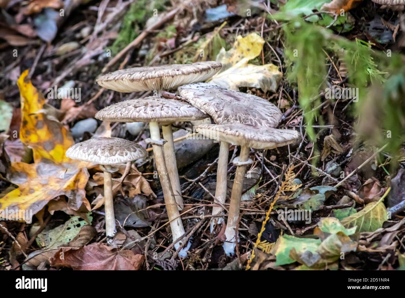 Toad parasite hi-res stock photography and images - Alamy