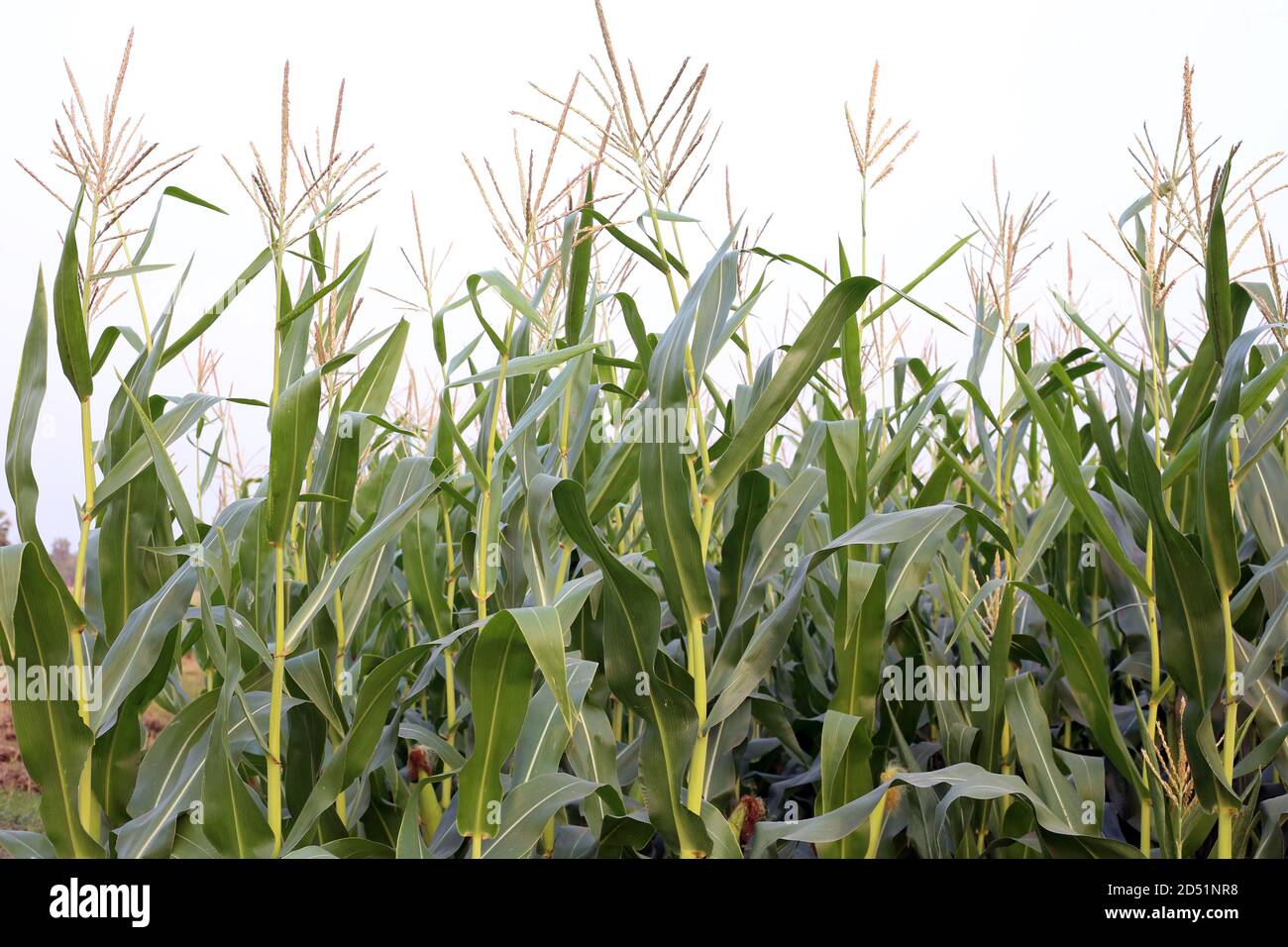 Tall green grass for cow food Stock Photo - Alamy