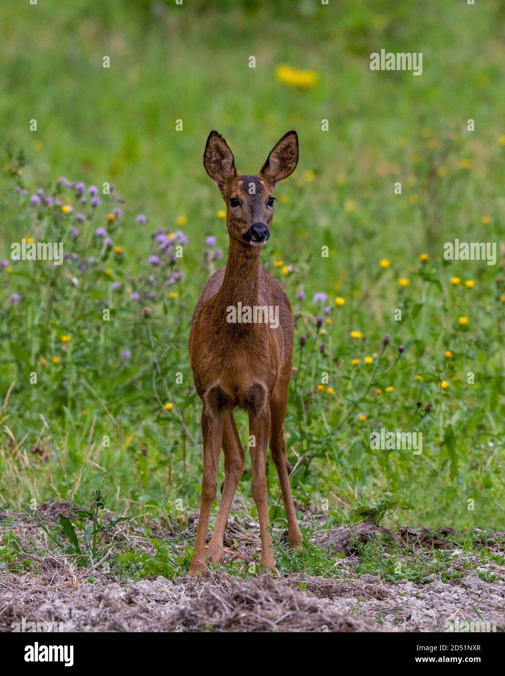 European Roe deer (Doe) -Capreolus capreolus Stock Photo - Alamy