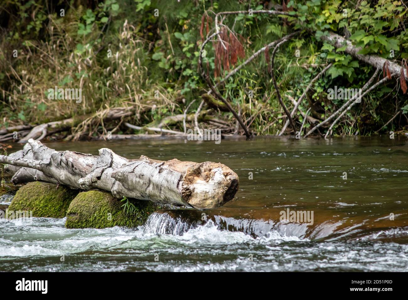 a fallened log caught on mossy river rocks in the northwest olympic ...