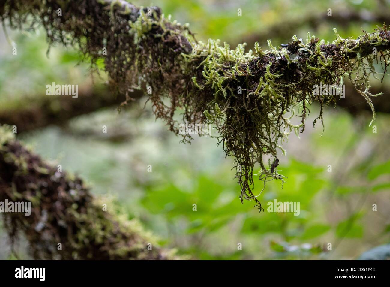 thick hanging moss growing off bare tree branches in the rain forest ...