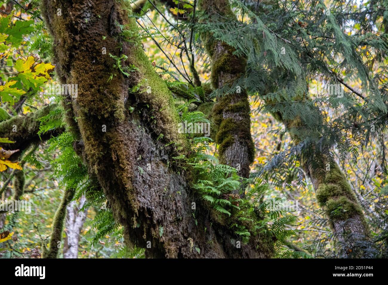 Thick ferns and green hanging moss on the trunk of a tree Stock Photo ...