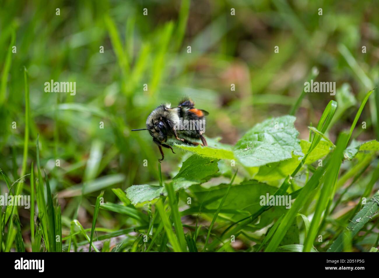 tired black and orange bumble bee landed walking around Stock Photo - Alamy