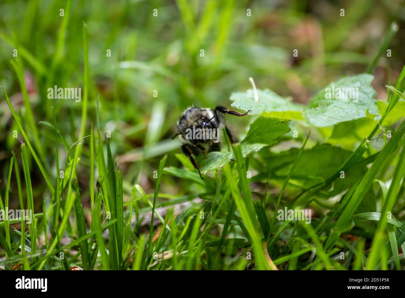 tired black and orange bumble bee landed walking around Stock Photo - Alamy