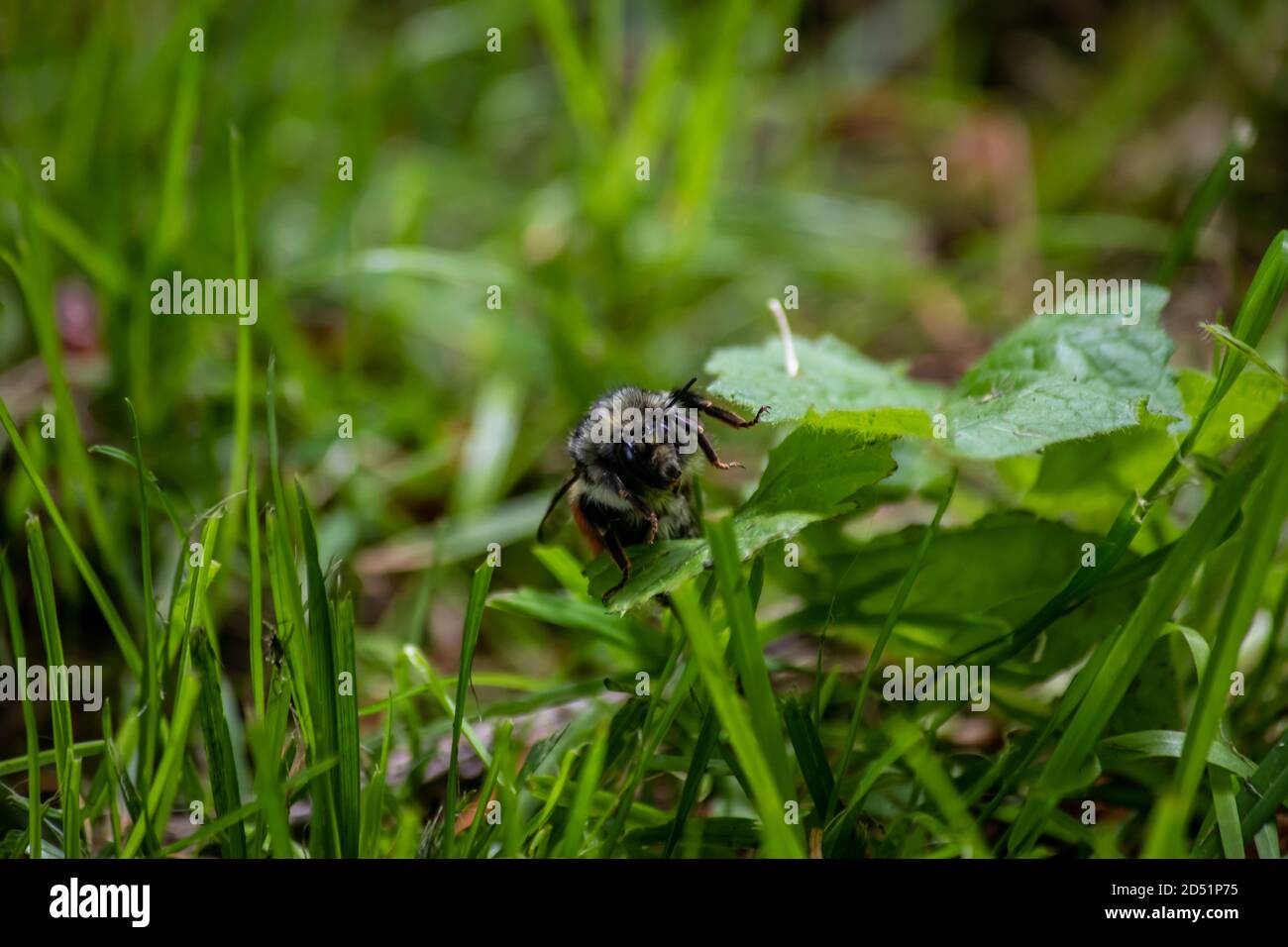 Tired bumblebee hi-res stock photography and images - Alamy