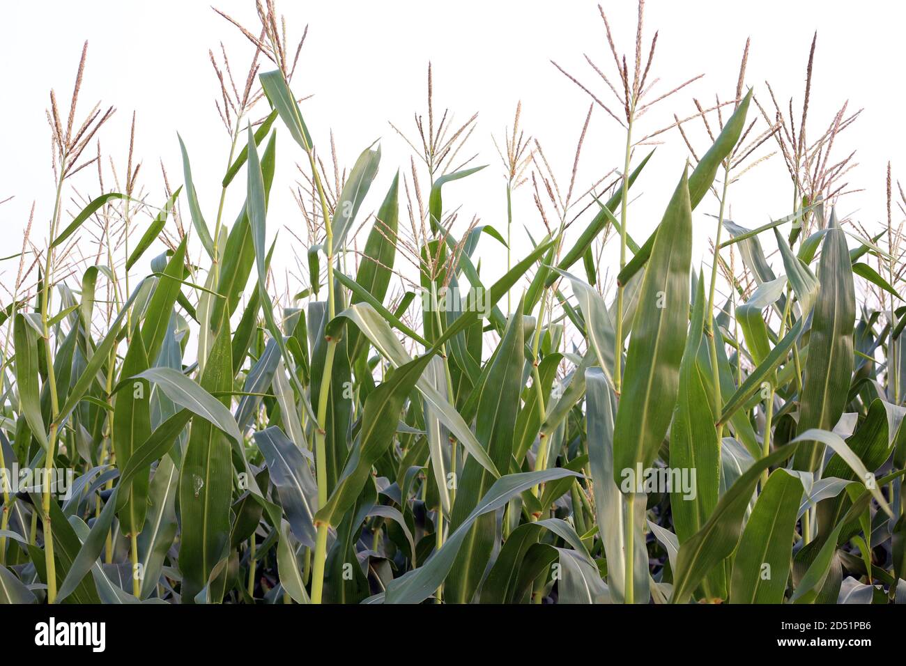 Tall green grass for cow food Stock Photo - Alamy