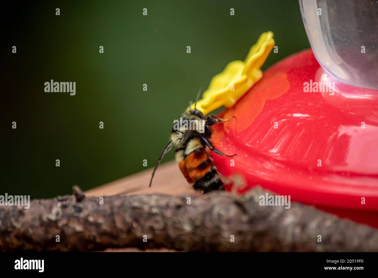 tired black and orange bumble bee landed walking around Stock Photo - Alamy