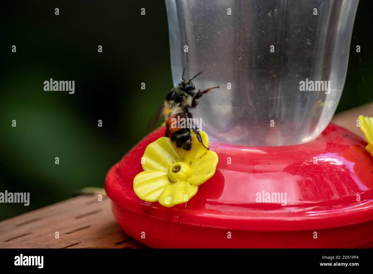 tired black and orange bumble bee landed walking around Stock Photo - Alamy