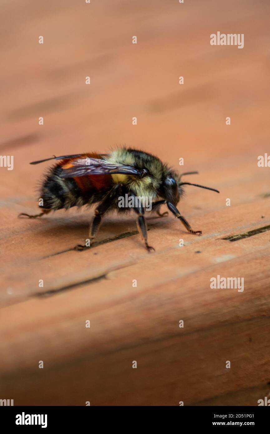 tired black and orange bumble bee landed walking around Stock Photo - Alamy