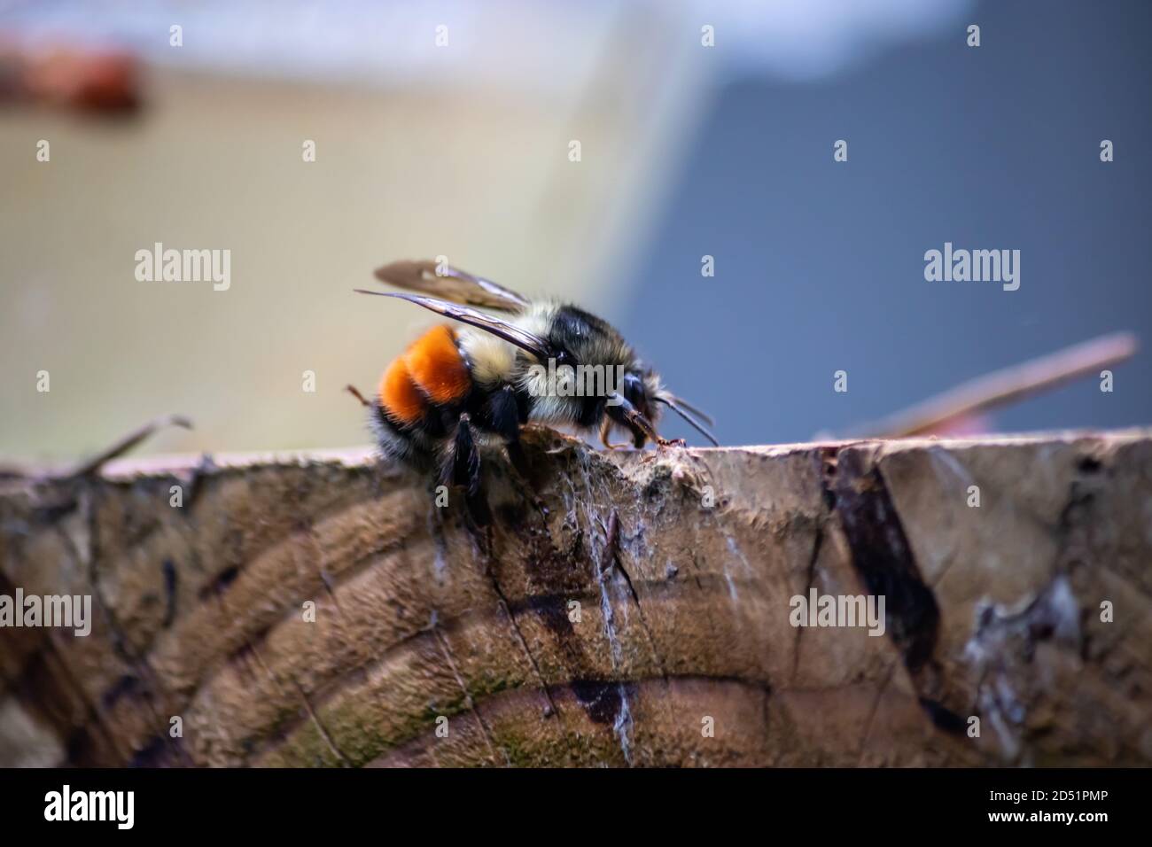 tired black and orange bumble bee landed walking around Stock Photo - Alamy