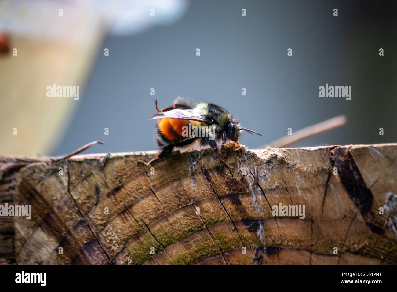 tired black and orange bumble bee landed walking around Stock Photo - Alamy