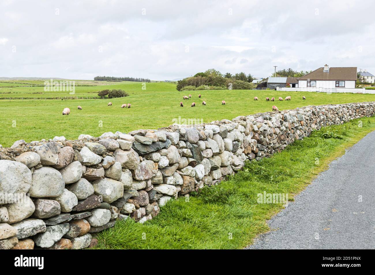 Sheep stone walls hi-res stock photography and images - Alamy