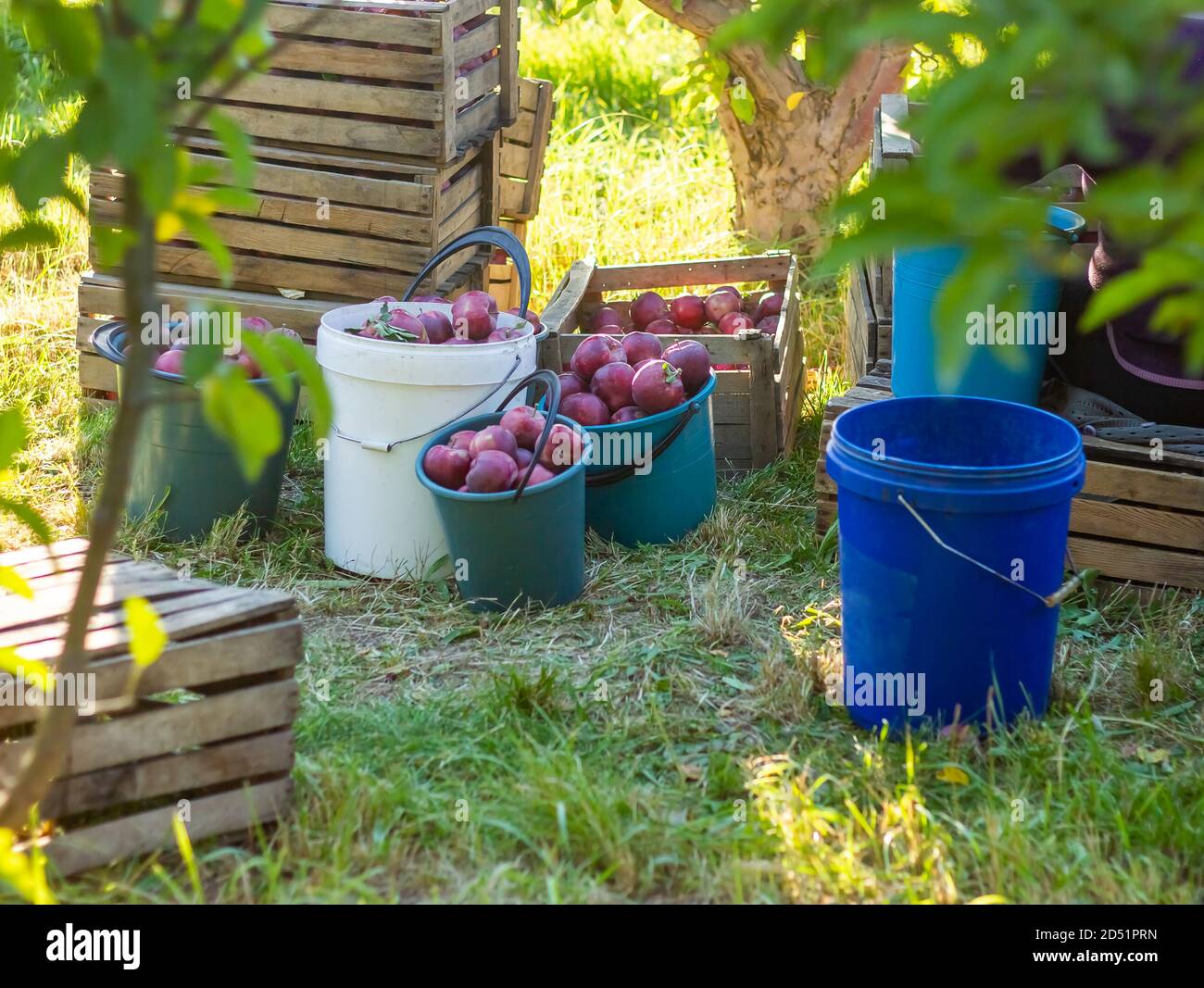 red apples in a bucket in apple orchard Stock Photo - Alamy