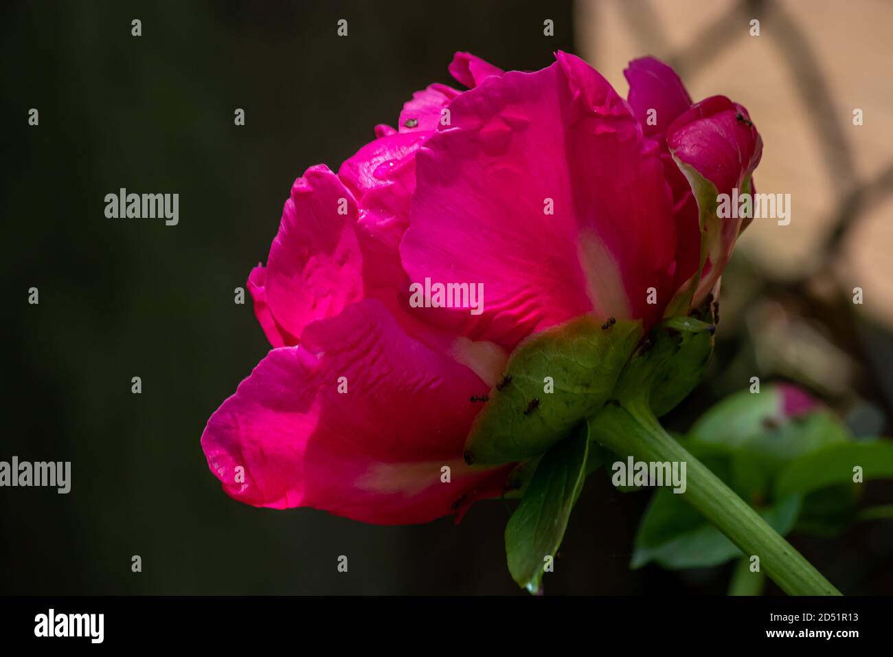 a deep pink rose in full bloom with a chain link fence in the ...