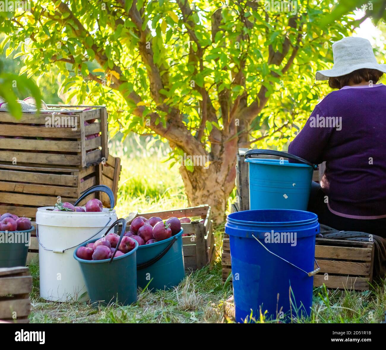 red apples in a bucket in apple orchard Stock Photo - Alamy