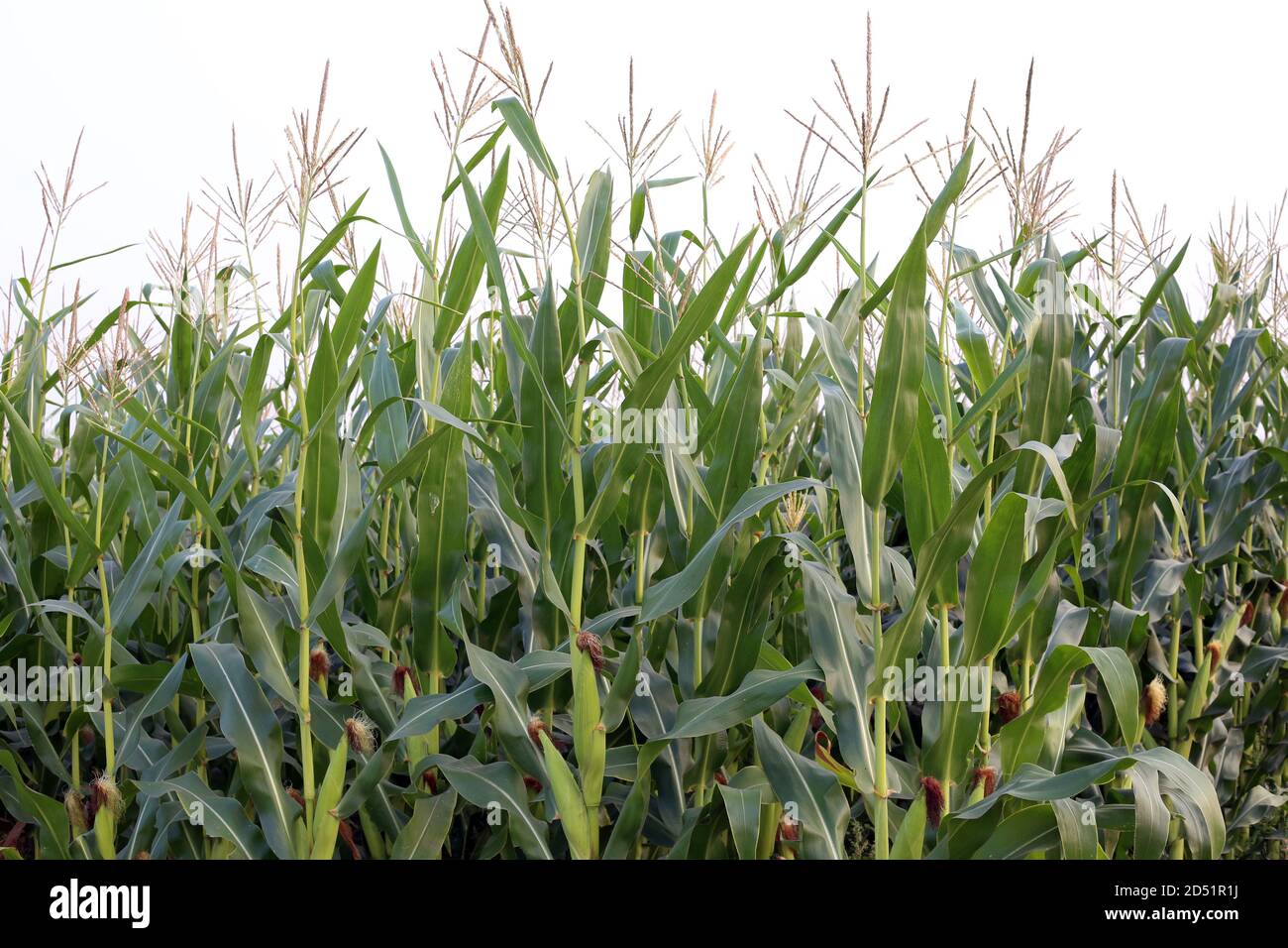 Tall green grass for cow food Stock Photo - Alamy