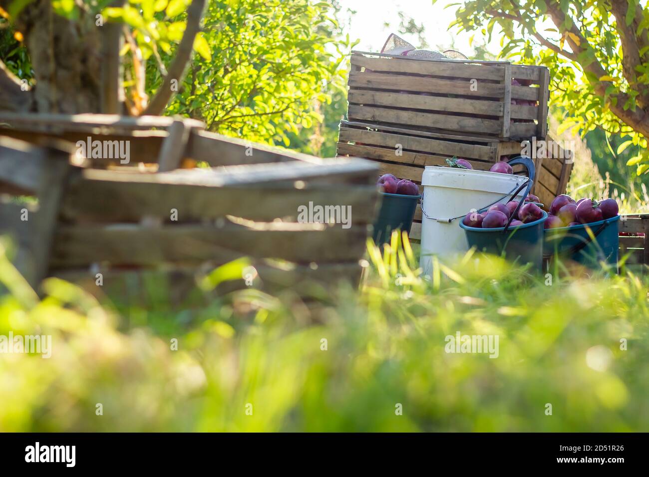 red apples in a bucket in apple orchard Stock Photo - Alamy