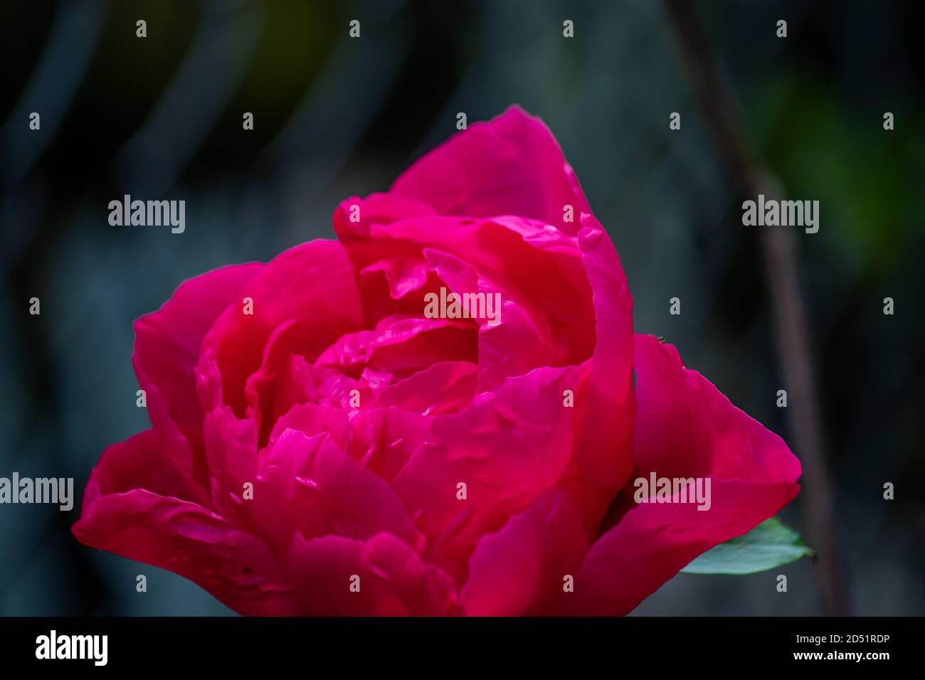 a deep pink rose in full bloom with a chain link fence in the ...