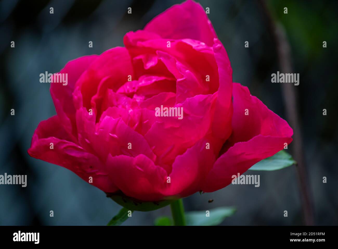 a deep pink rose in full bloom with a chain link fence in the ...