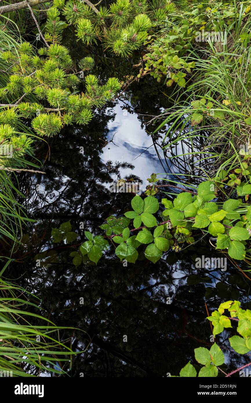 Dark pool of water with plants hi-res stock photography and images - Alamy