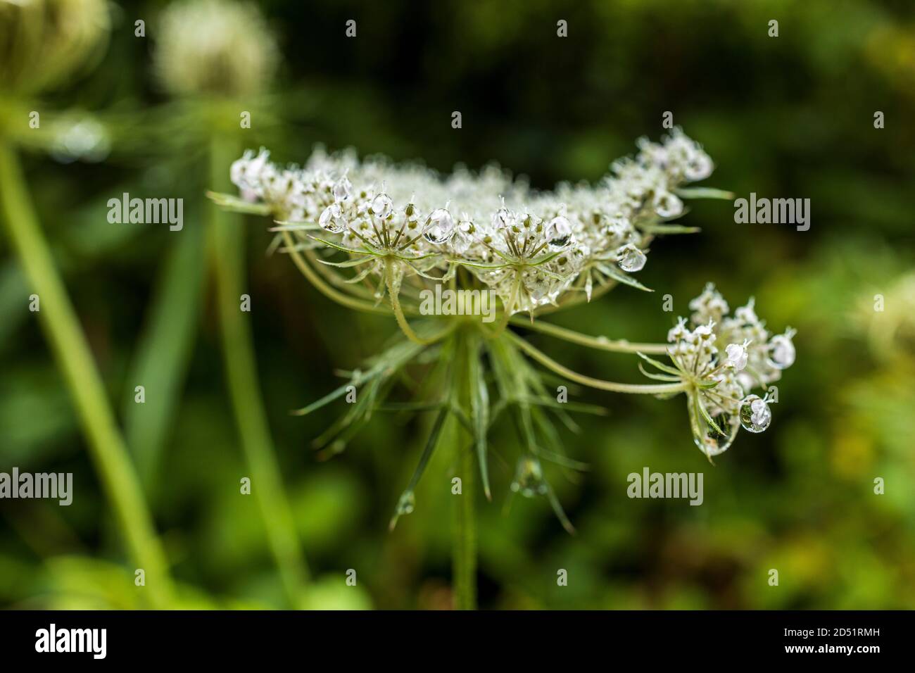 Wild carrott flower with water drops, Daucus carota, Queen Annes lace ...
