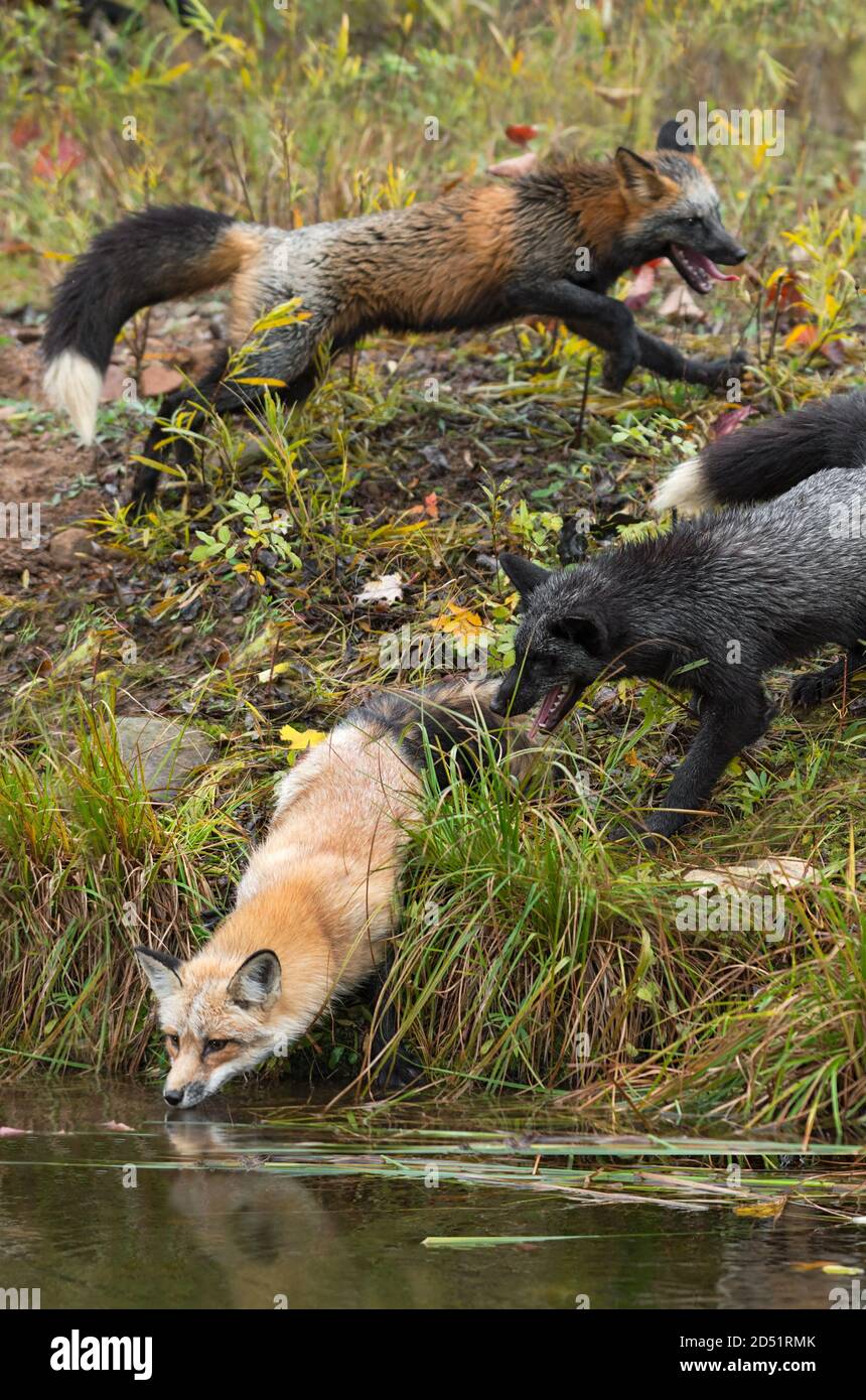 Skulk of foxes hi-res stock photography and images - Alamy