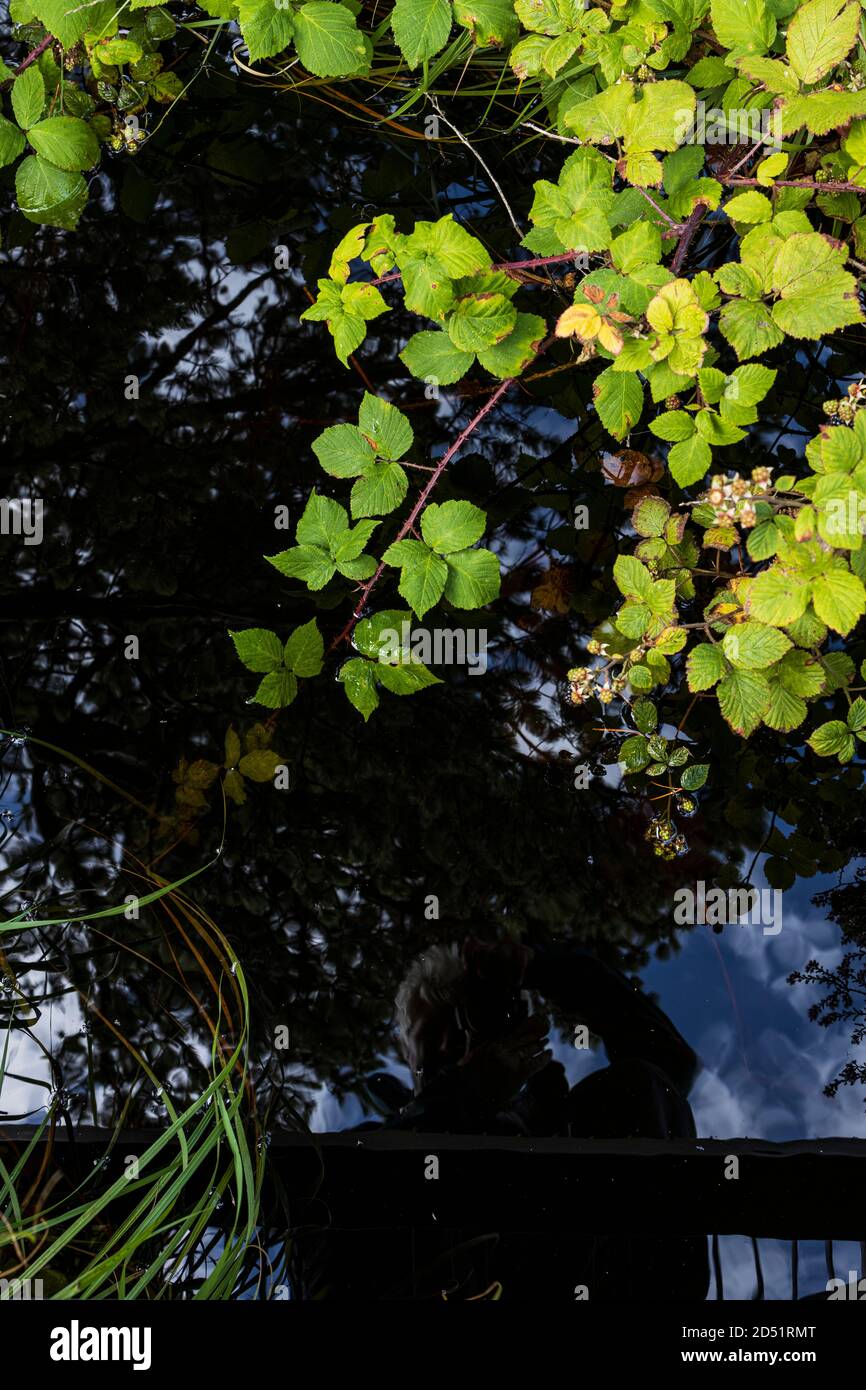 Plants, greenery and watery reflections in a peat water pool on the ...