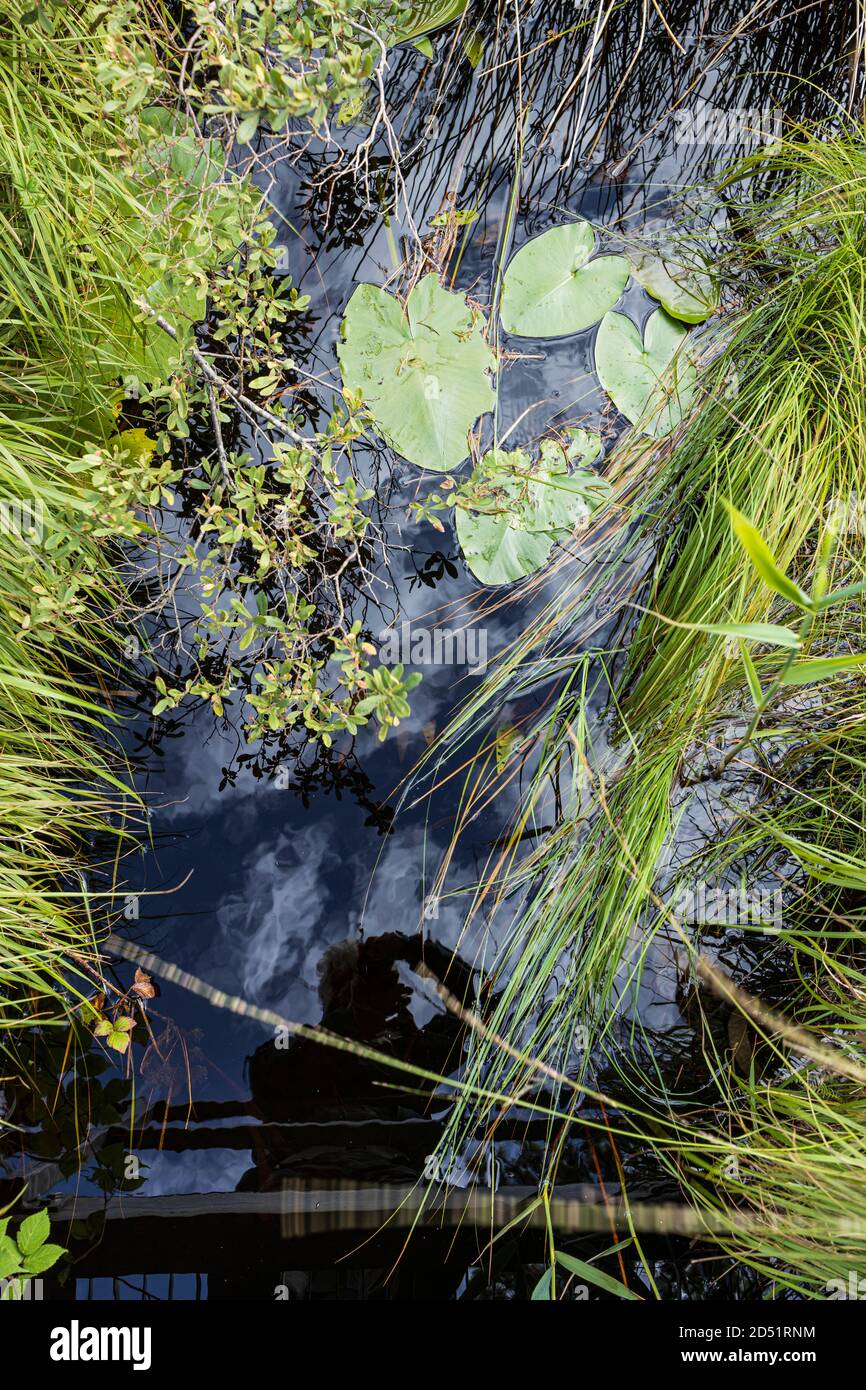 Dark pool of water with plants hi-res stock photography and images - Alamy