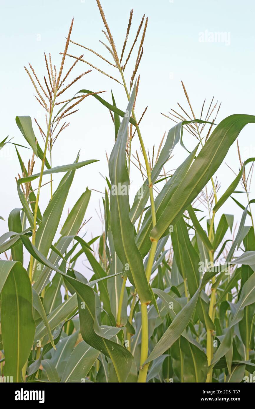 Tall green grass for cow food Stock Photo - Alamy