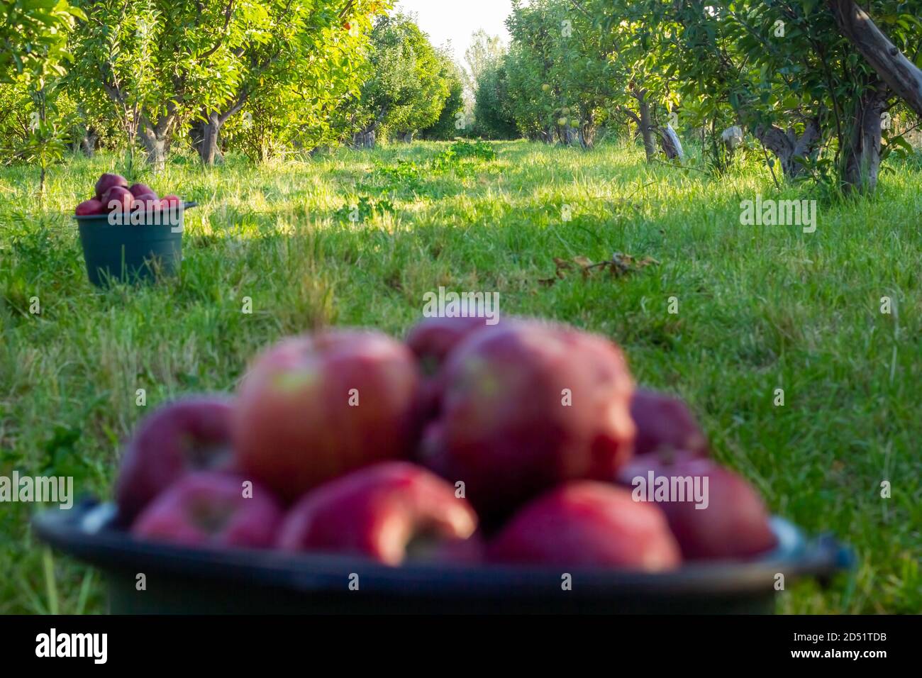 red apples in a bucket in apple orchard Stock Photo - Alamy