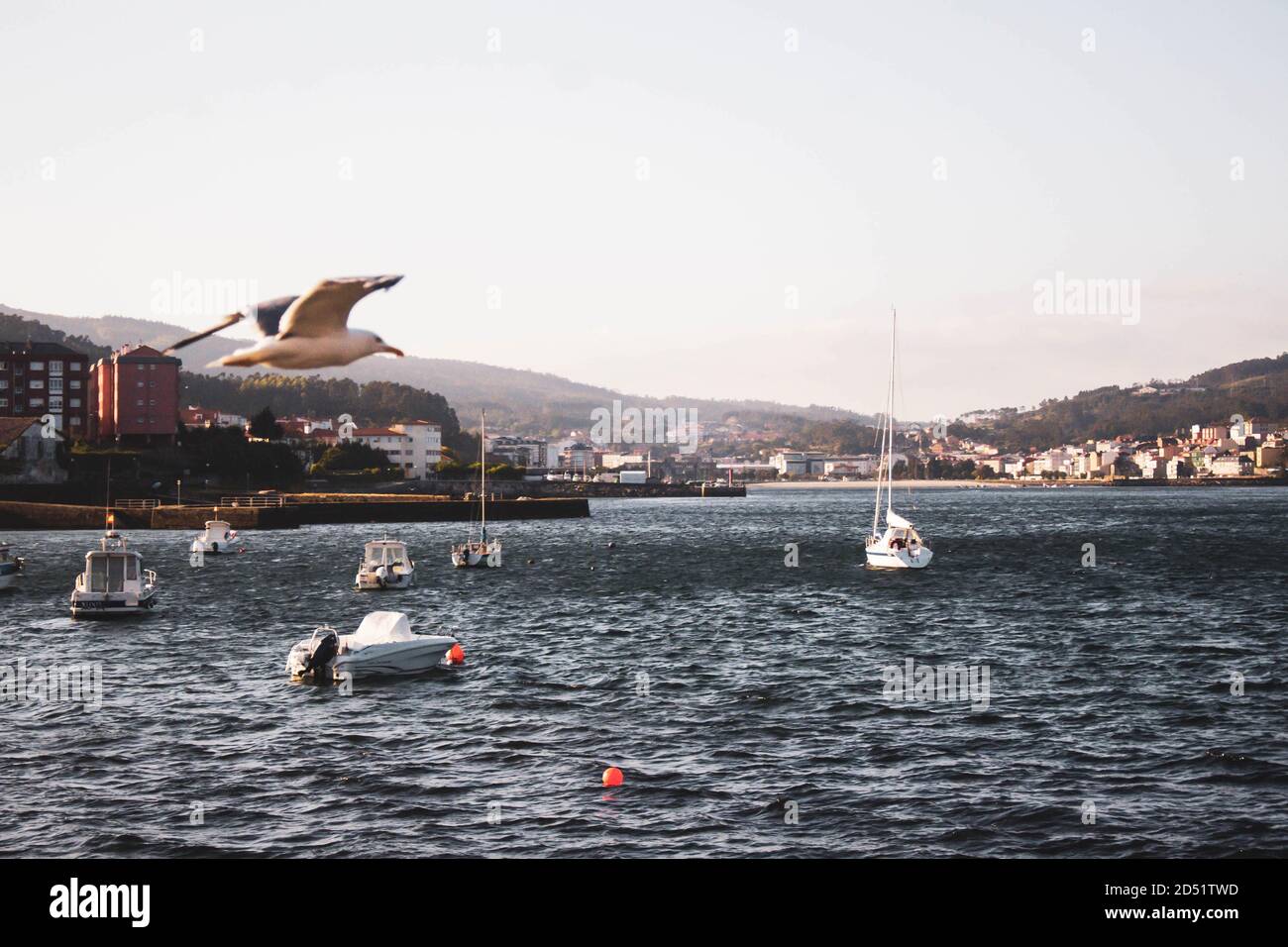 boats in the harbor with seagull flying Stock Photo - Alamy