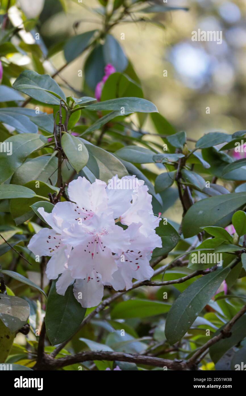 early pale blooms of rhododendron bush Stock Photo - Alamy