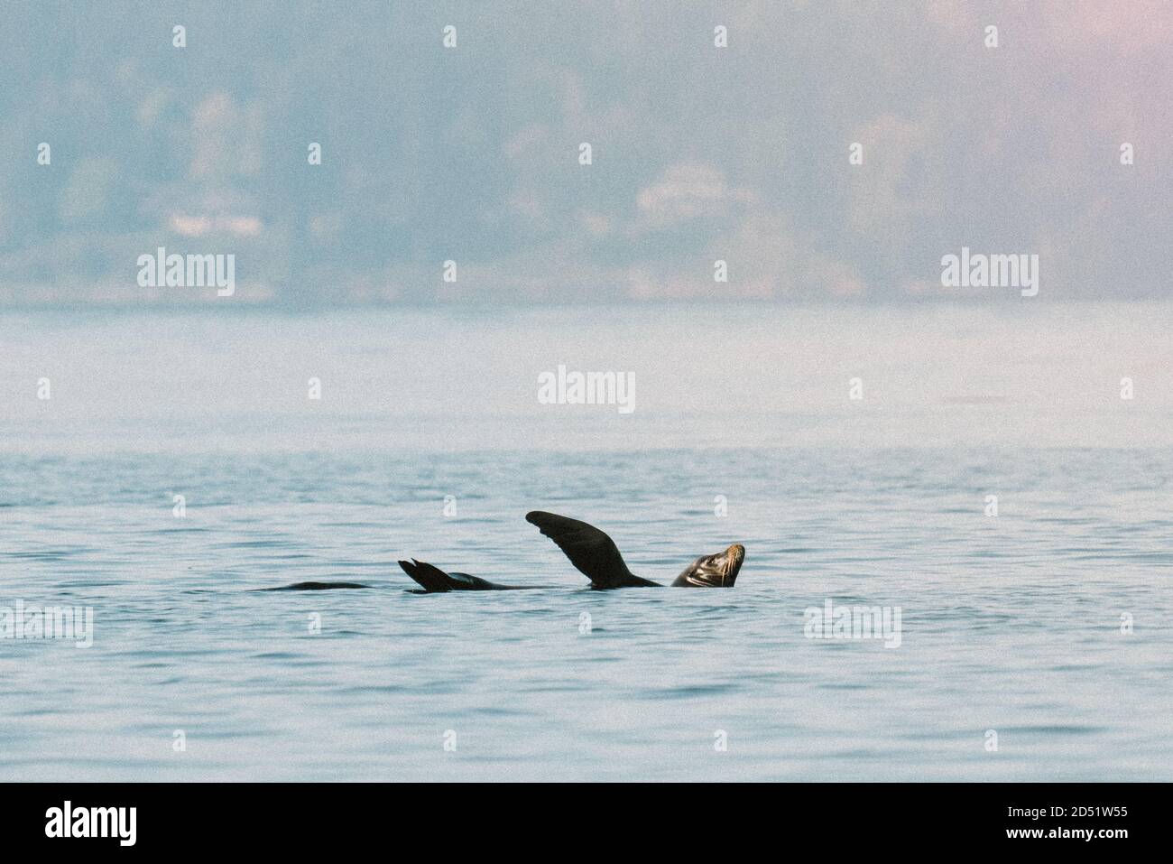 Side view of a California Sea Lion swimming through Puget Sound Stock ...