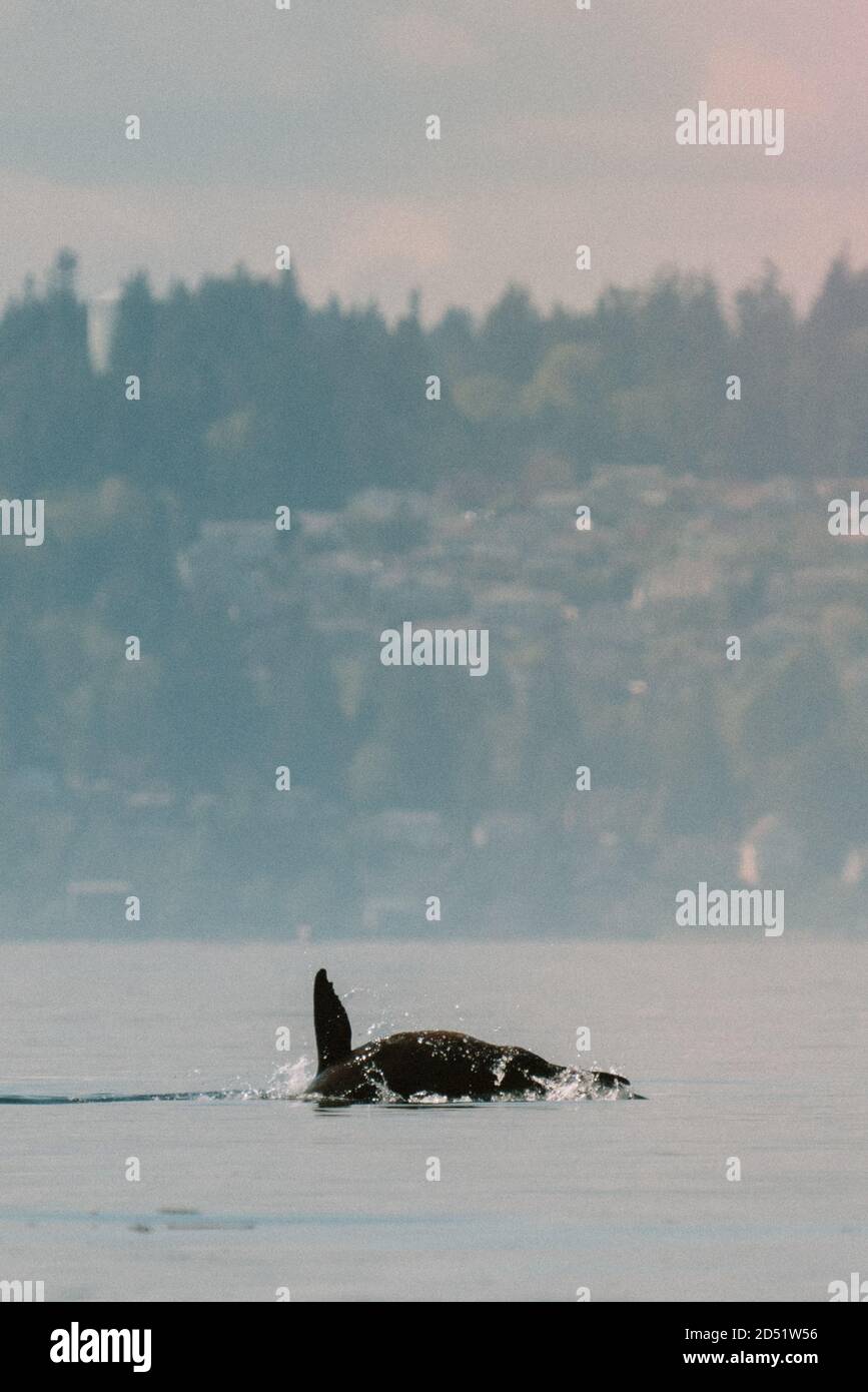 Killer whale sea lion hi-res stock photography and images - Alamy