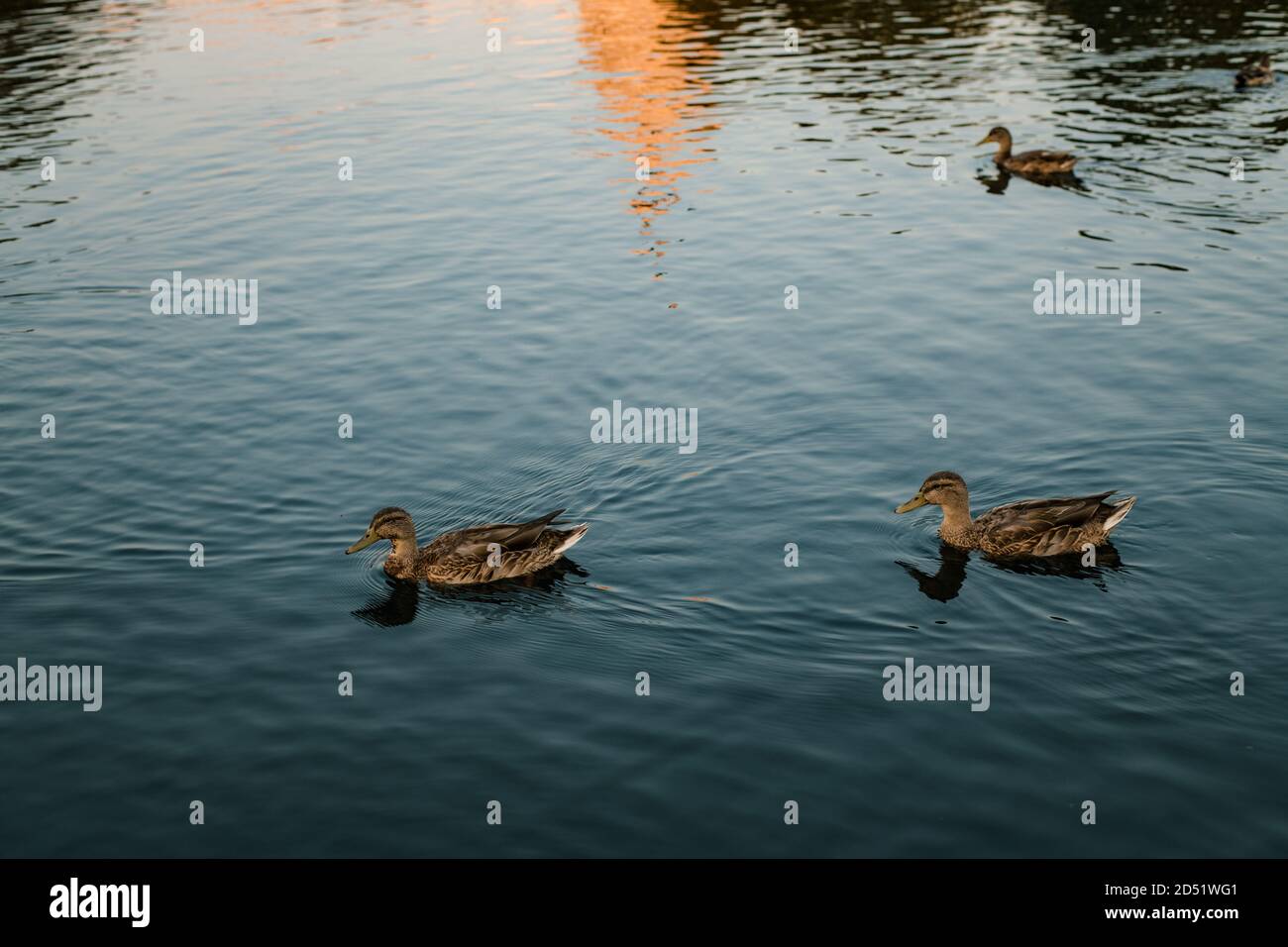 Ducks swimming in blue water in reflecting pool Stock Photo - Alamy