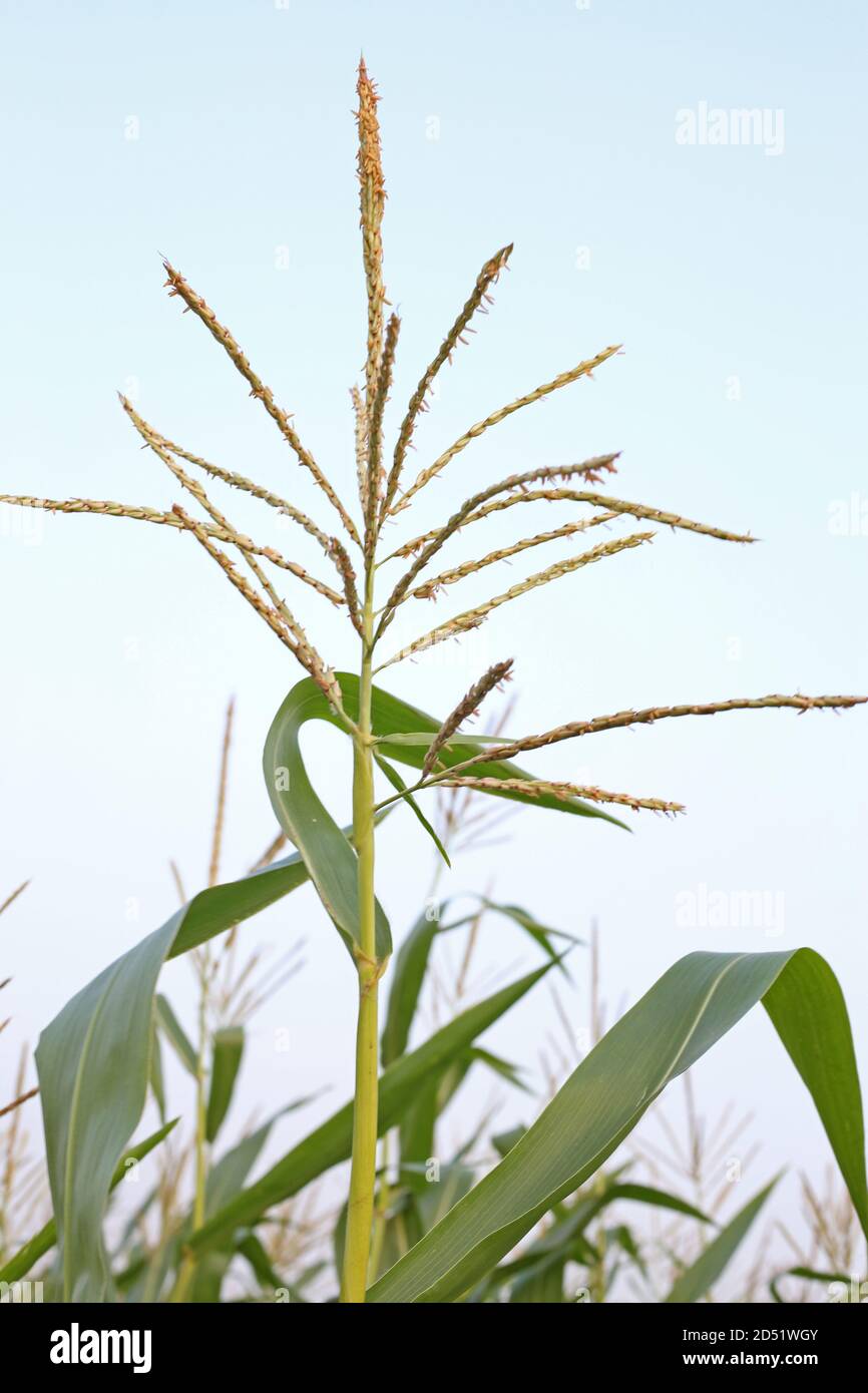Tall green grass for cow food Stock Photo - Alamy