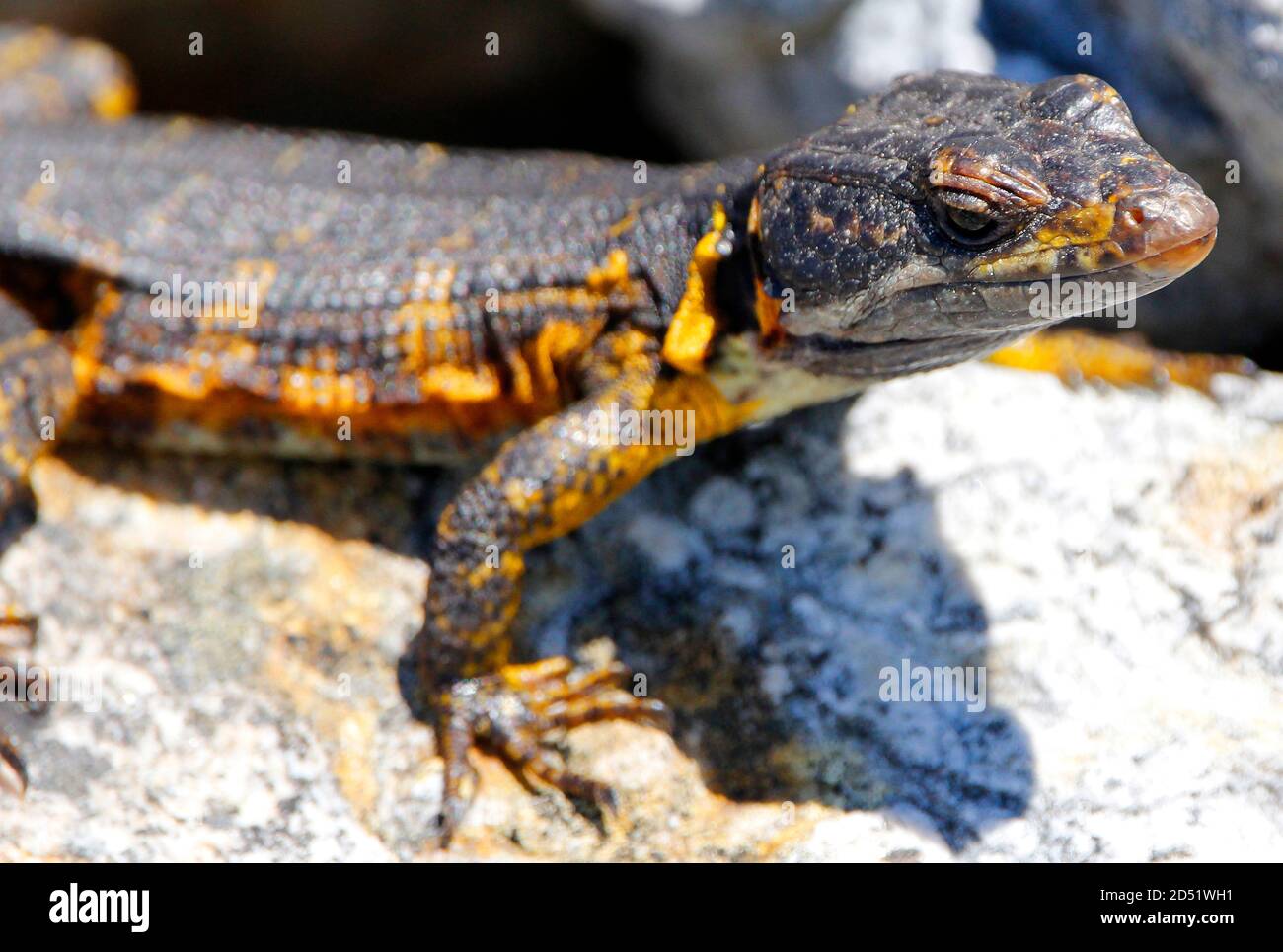 Lizard of western cape hi-res stock photography and images - Alamy