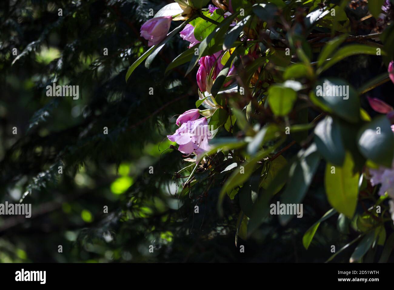 Rhododendron tree in full blossom hi-res stock photography and images ...