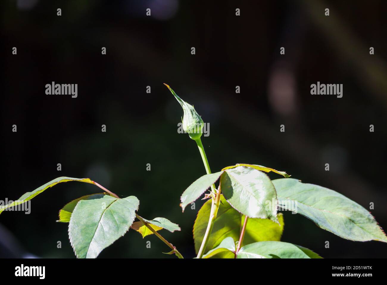 Rose plant bud beginnings spring hi-res stock photography and images ...