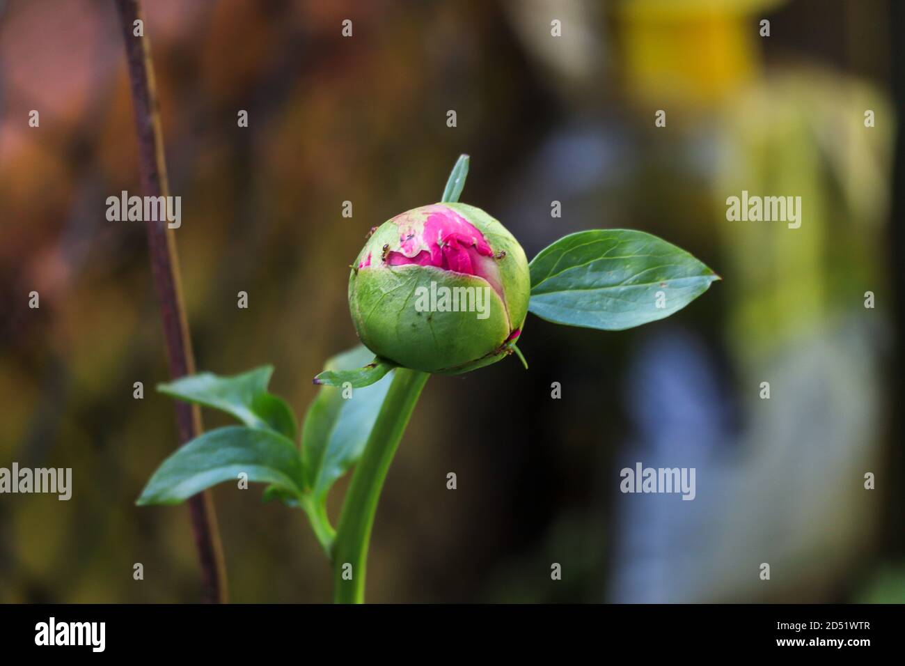 Tiny ants exploring a pink peony bud Stock Photo - Alamy