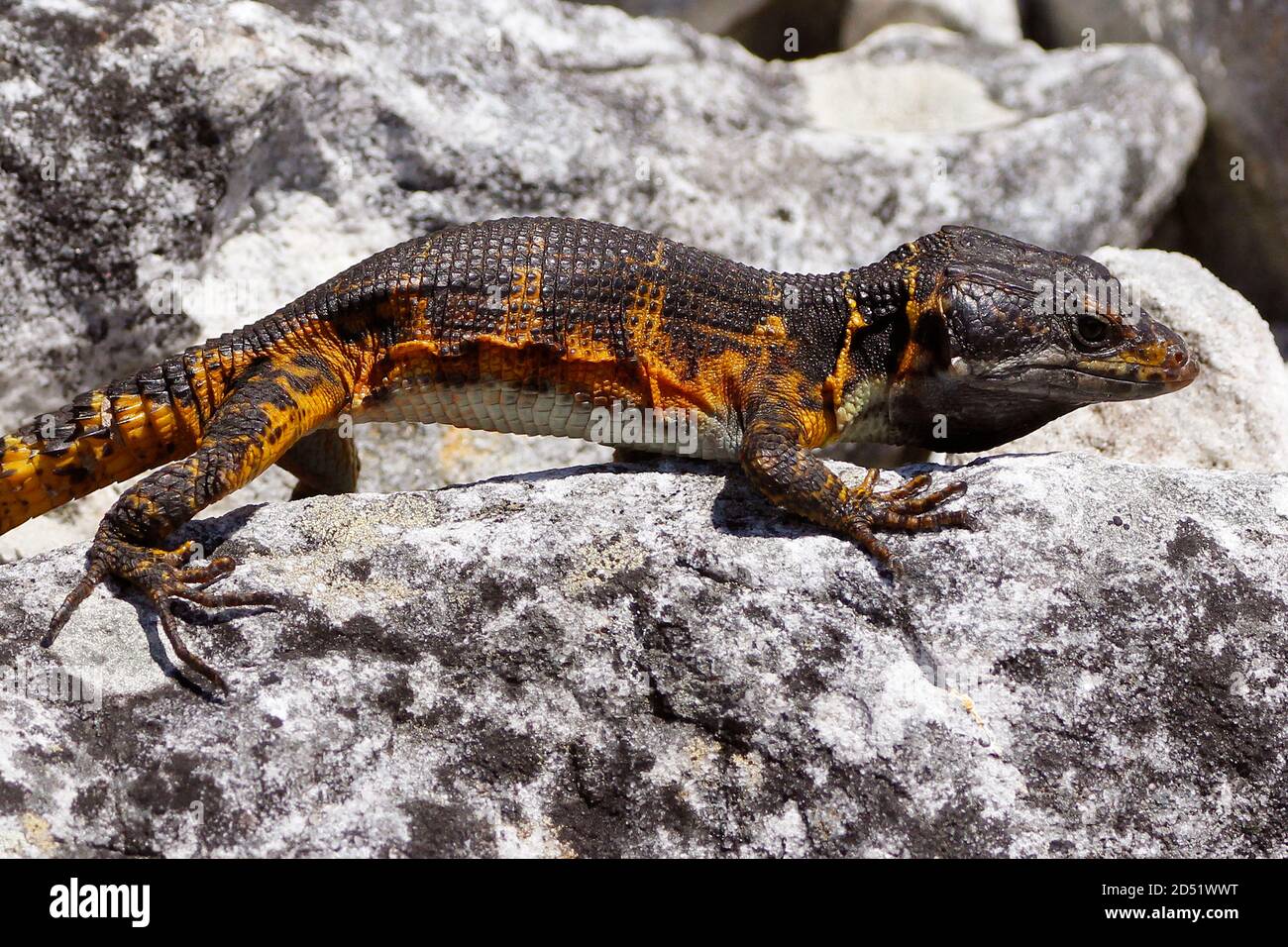 Granite spiny lizard hi-res stock photography and images - Alamy