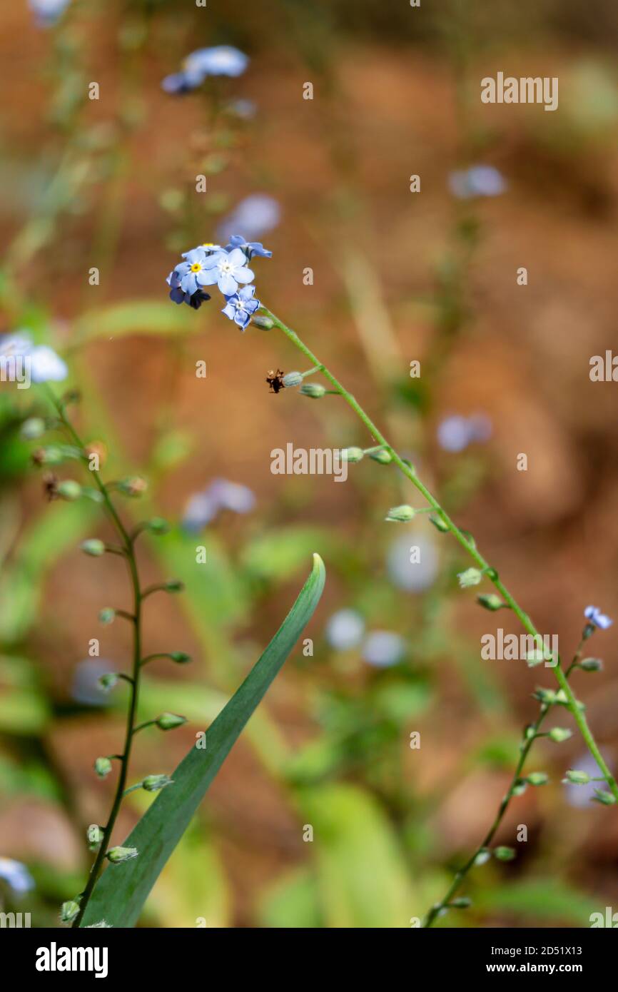 small blue flowers on a long stem Stock Photo - Alamy