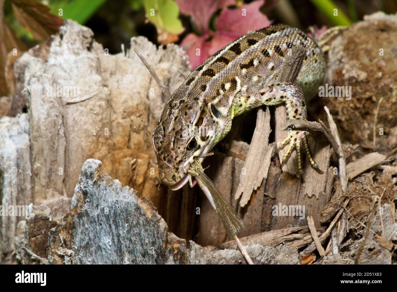 Lizard sits on the ground and eats an insect Stock Photo - Alamy