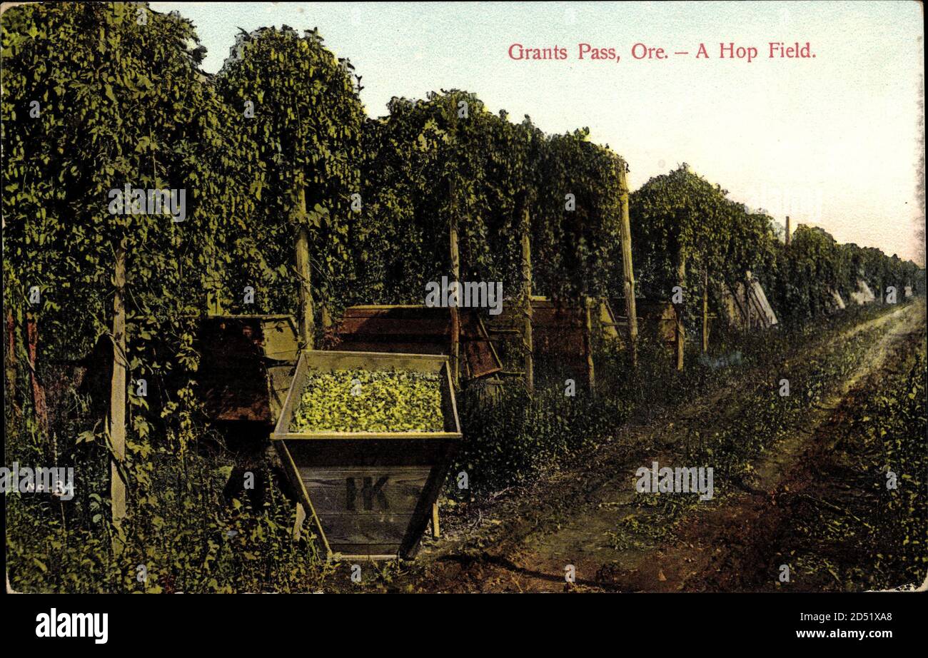 Grants Pass Oregon USA, general view of a Hop Field | usage worldwide ...