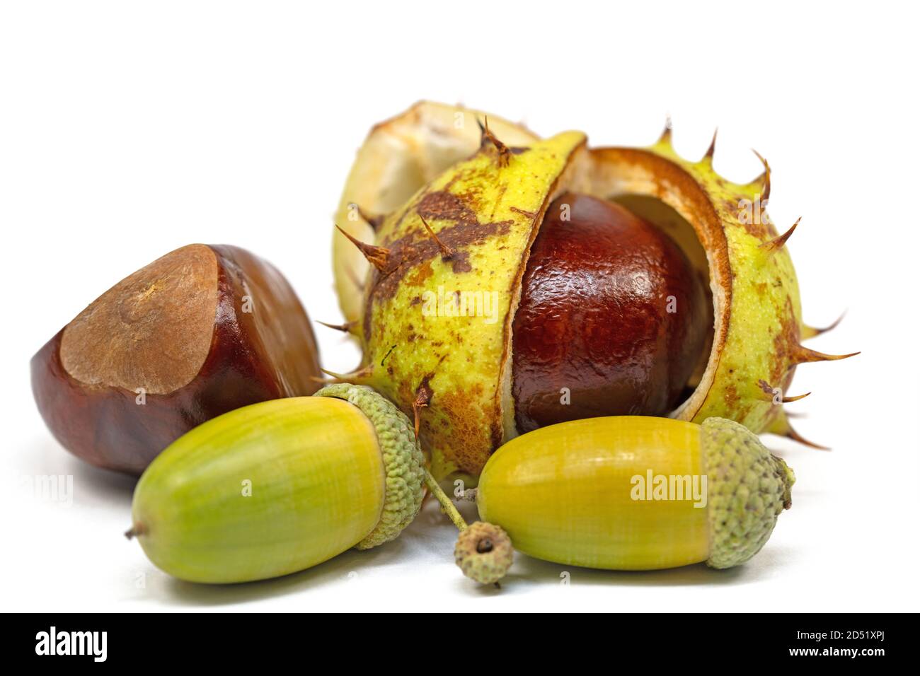 Chestnuts and acorns against a white background Stock Photo - Alamy