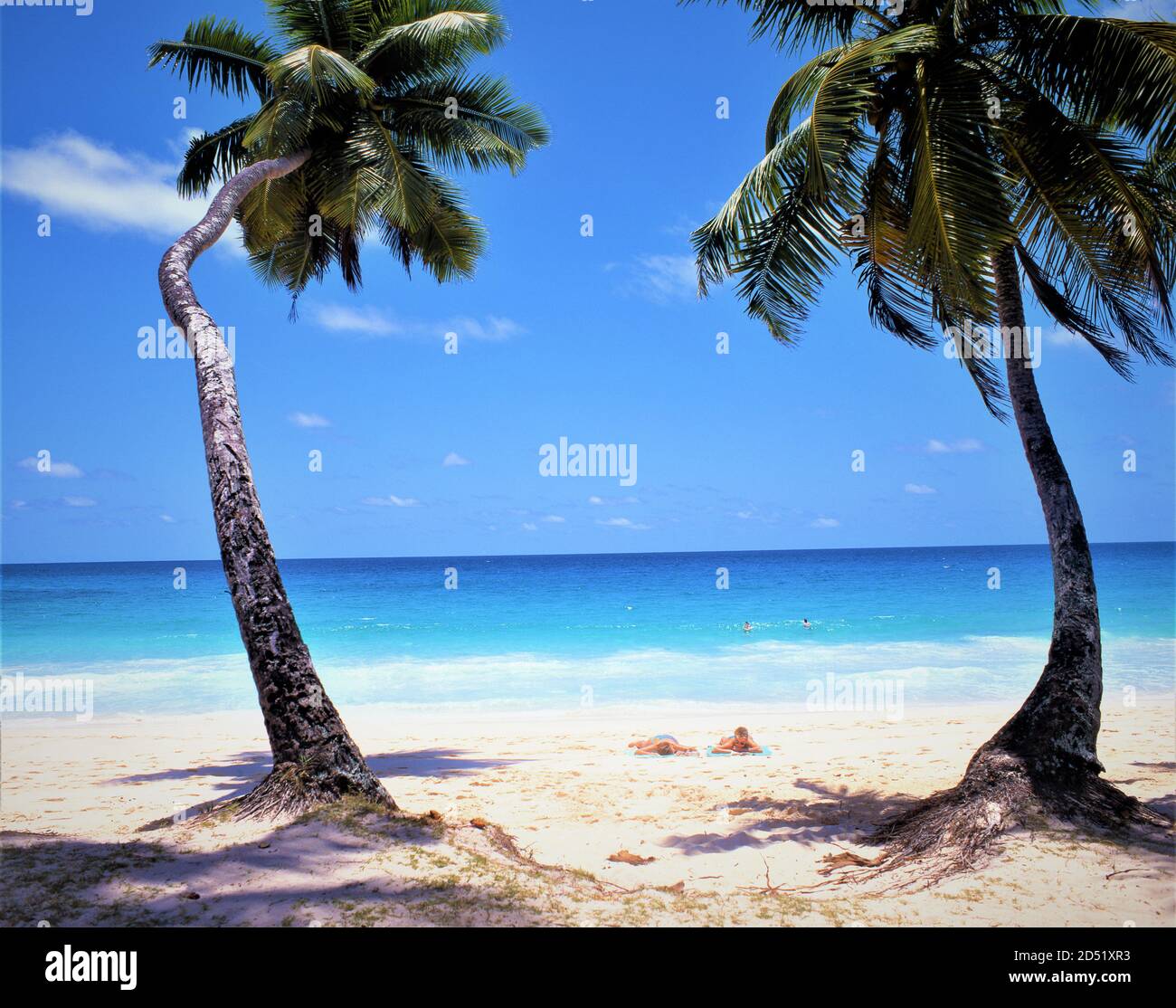 2 Palm trees on beach Seychelles Stock Photo - Alamy
