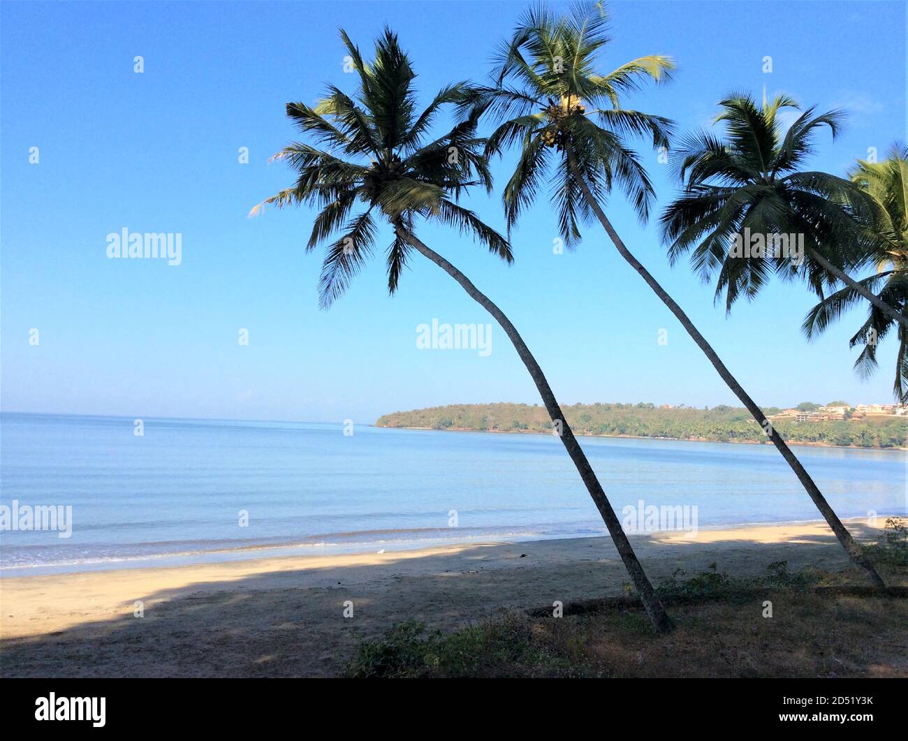 Palm trees on Bambolim beach Goa Stock Photo - Alamy