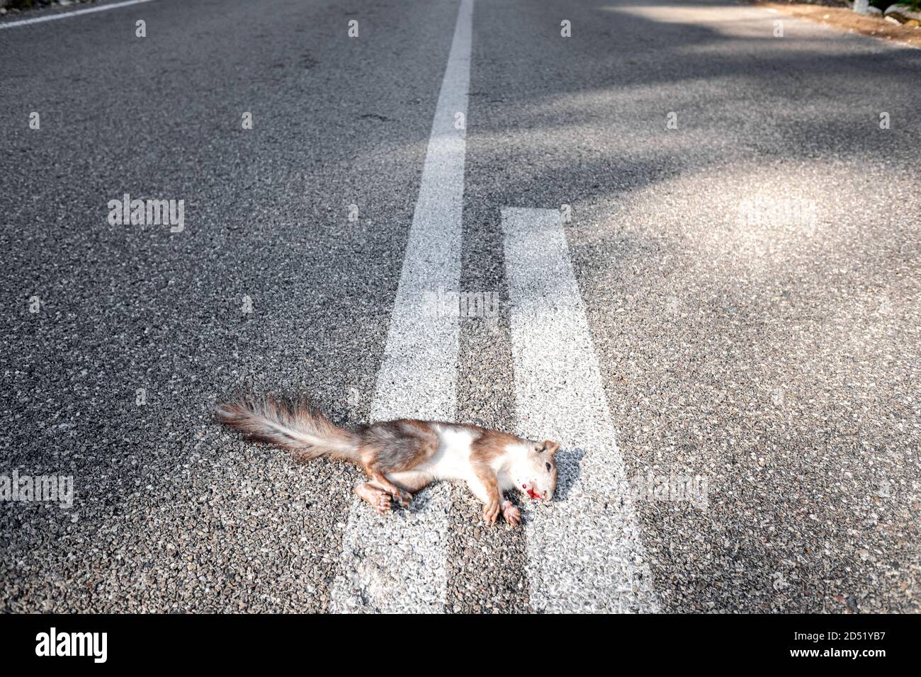 Car accident ends the life of a squirrel who is bleeding in the center ...
