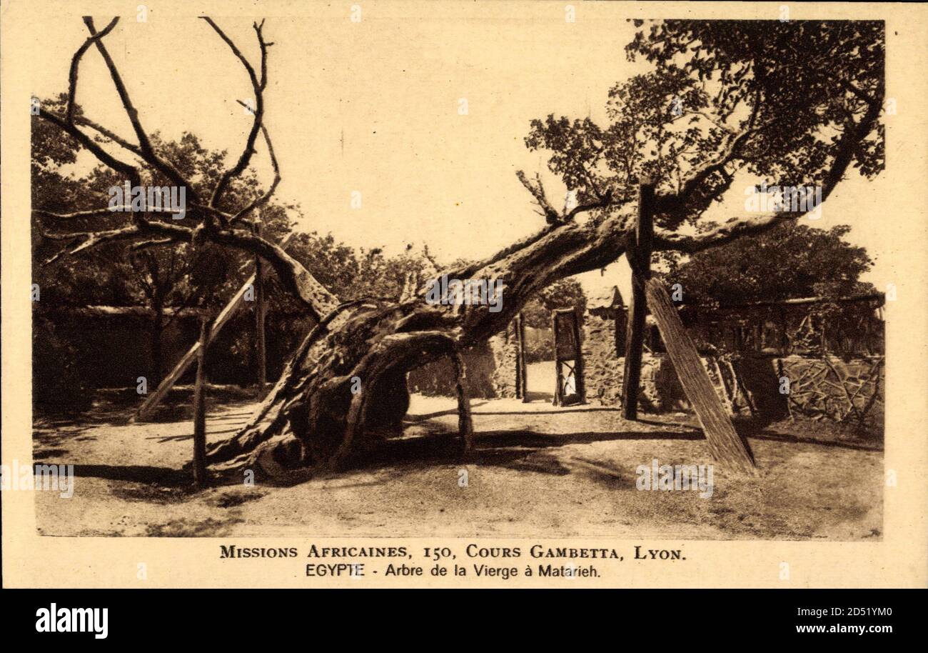 Matarieh Ägypten, Arbre de la Vierge a Matarieh, Heiliger Baum | usage ...